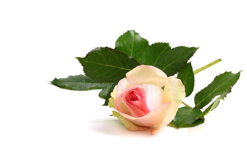 Delicate Cream Rose on a White Background. Creative Minimalistic Layout ...