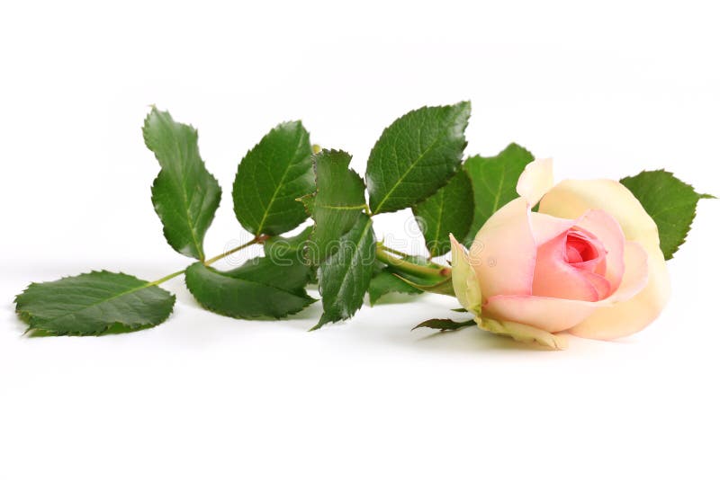 Delicate Cream Rose on a White Background. Creative Minimalistic Layout ...