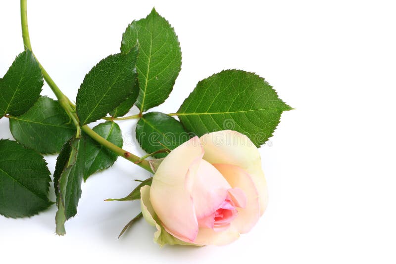 Delicate Cream Rose on a White Background. Creative Minimalistic Layout ...