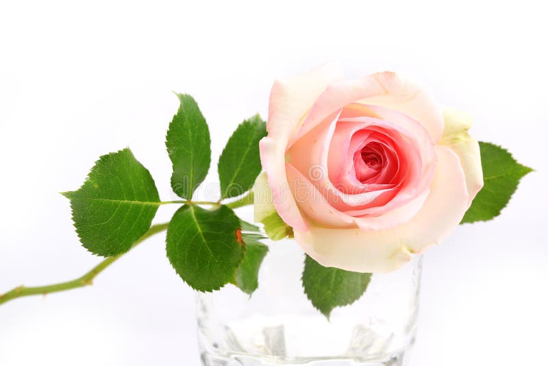 Delicate Cream Rose on a White Background. Creative Minimalistic Layout ...