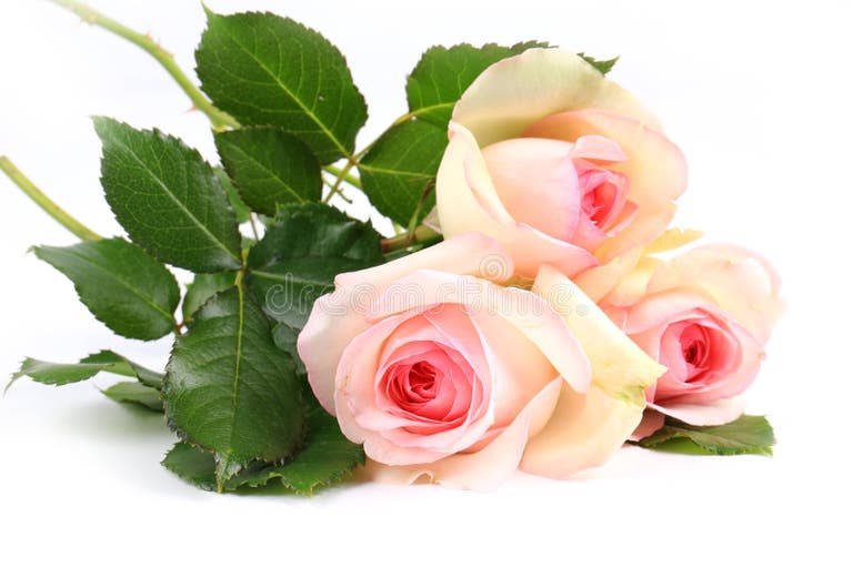 Delicate Cream Rose on a White Background. Creative Minimalistic Layout ...