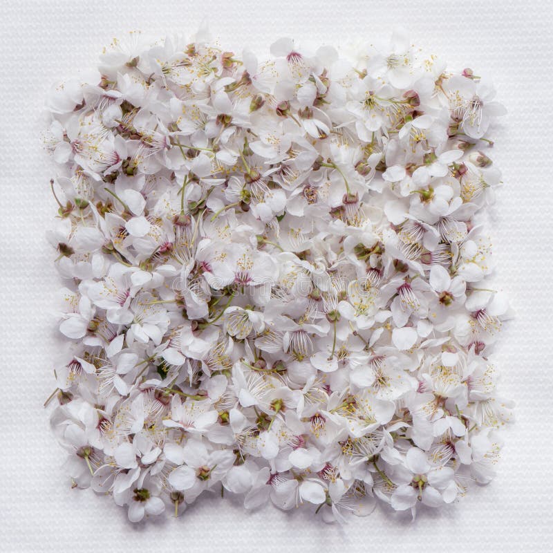 Delicate Cute Large Sakura Flowers Stock Image - Image of blossom ...