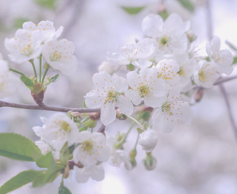 Delicate Cute Spring Sakura Flowers Close Up. Stock Image - Image of ...