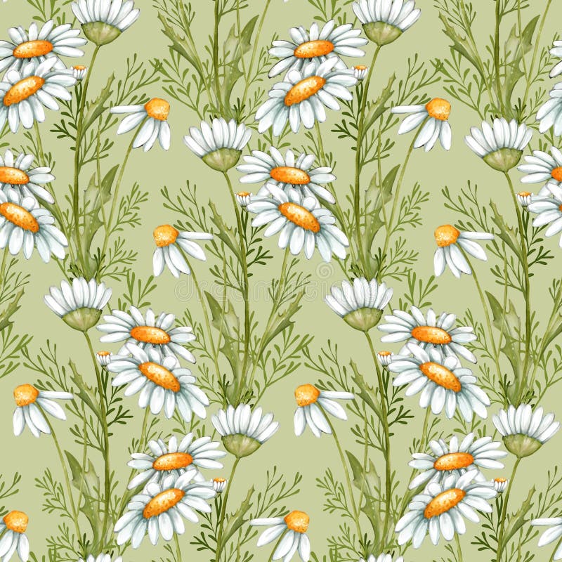 Delicate Daisy Pattern on Soft Green Background Stock Photo - Image of ...