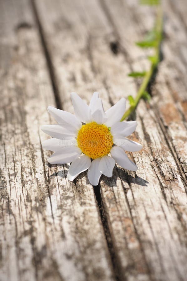 Delicate daisy stock photo. Image of copyspace, weathered - 32738828