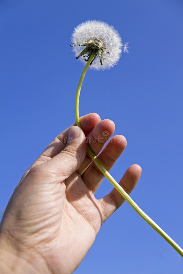 Delicate dandelion stock image. Image of nature, delicate - 22047949