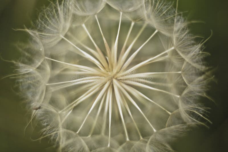 A delicate dandelion stock photo. Image of smooth, dmuchawiec - 226264908