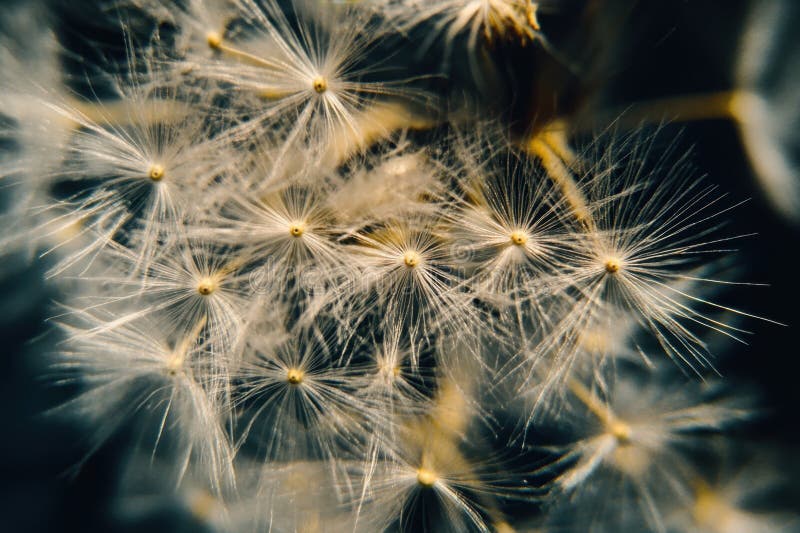 Delicate Dandelion Seeds Caught in Soft Light Stock Image - Image of ...