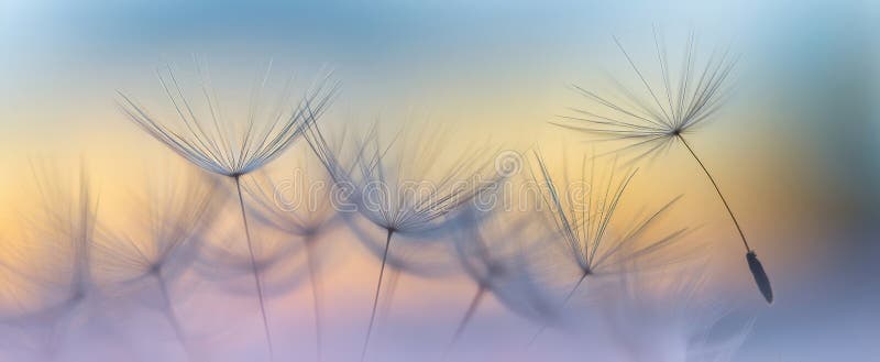 The Delicate Dandelion Seeds Dancing in a Soft Sunset Glow.AI Generated ...