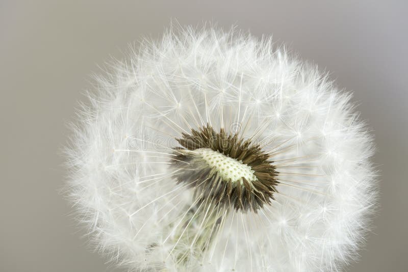 Delicate dandelion seeds stock photo. Image of freedom - 251539254