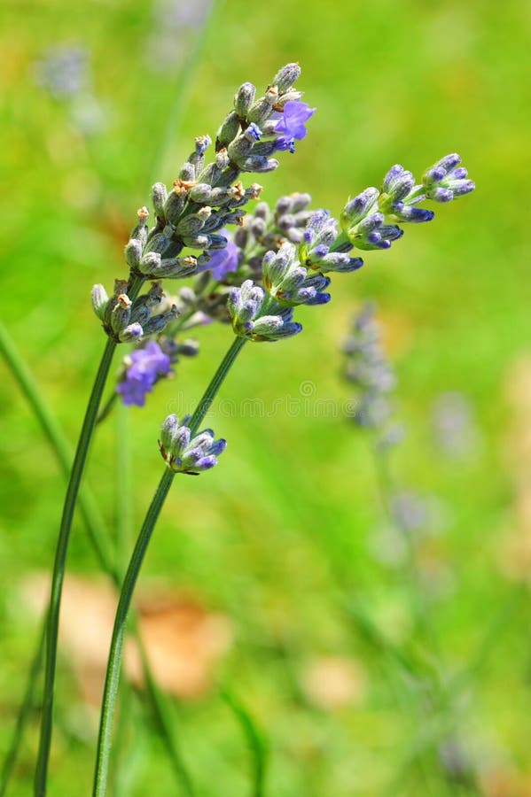 Tiny lavender stock photo. Image of relaxing, scent, aromatic - 181446