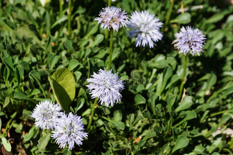 Delicate Deep Flowers of Globularia Cordifolia in Sunlight Stock Image ...