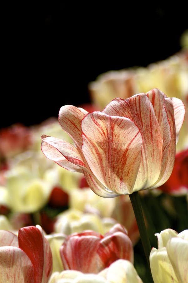 Delicate design stock photo. Image of holland, flora - 24422474