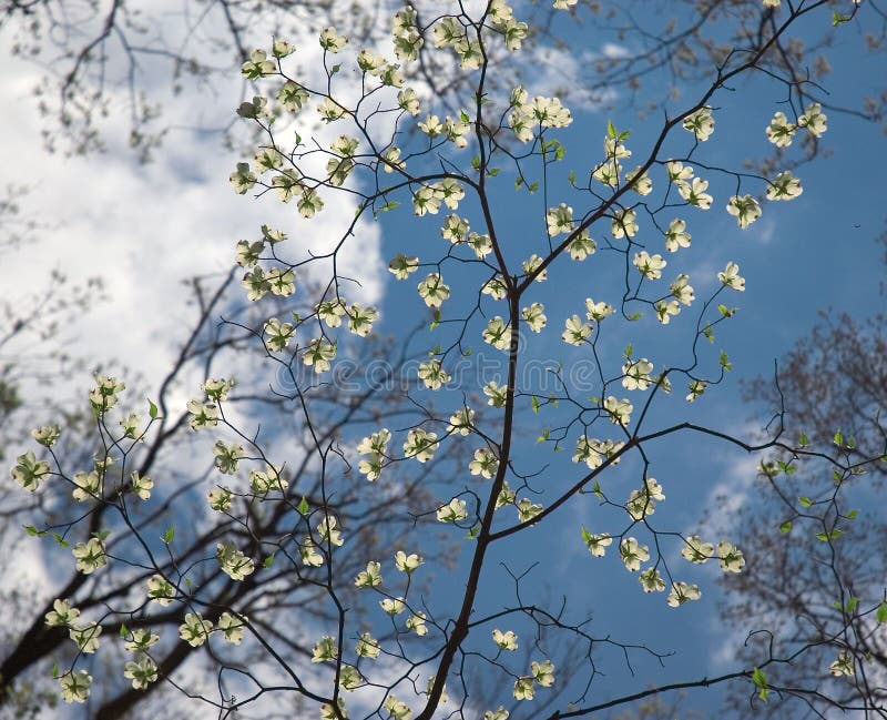 Delicate Dogwood Tree Flowers Stock Photo - Image of blooming, bloom ...