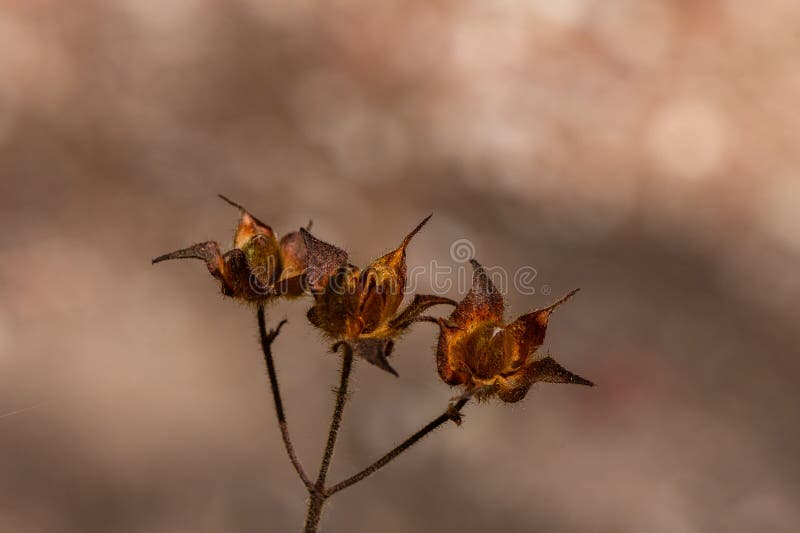 Delicate Dried Seed Pods on a Thin Stem Against a Softly Blurred ...