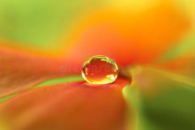 Delicate drop stock image. Image of water, life, plants - 64984089