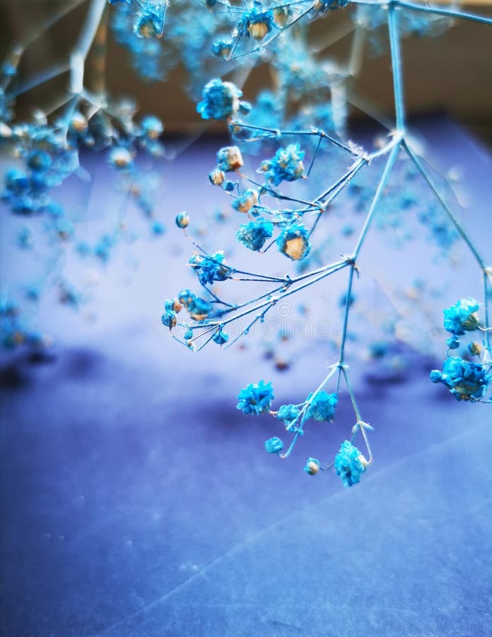 Delicate Dry Blue Flowers on a Blue Background Close-up. Stock Image ...