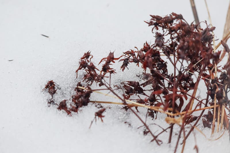 Delicate Dry Brown Weed with Buds on Snow Texture Bokeh Background ...