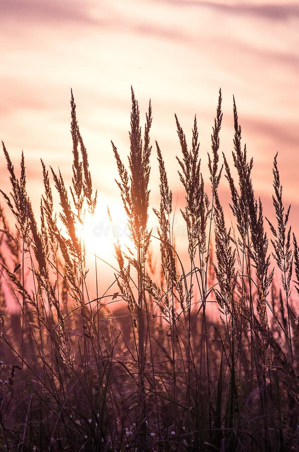 Delicate dry grass stock image. Image of leaf, garden - 84890215