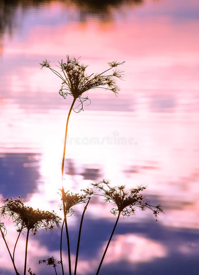 Delicate dry grass stock photo. Image of park, brown - 80497900