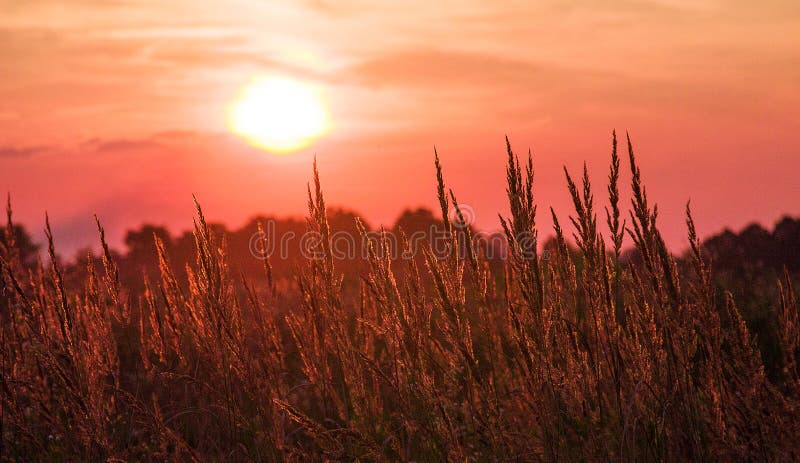 Delicate dry grass stock image. Image of beautiful, natural - 84862897