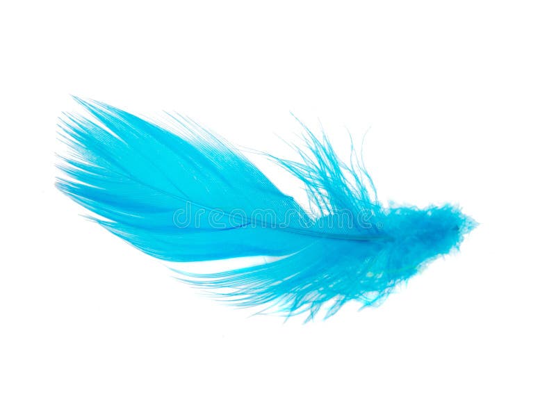 Delicate Elegant Blue Feather Isolated on the White Background Stock ...