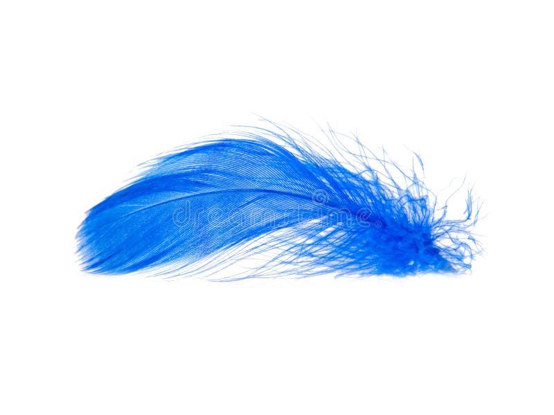 Delicate Elegant Blue Feather Isolated on the White Background Stock ...