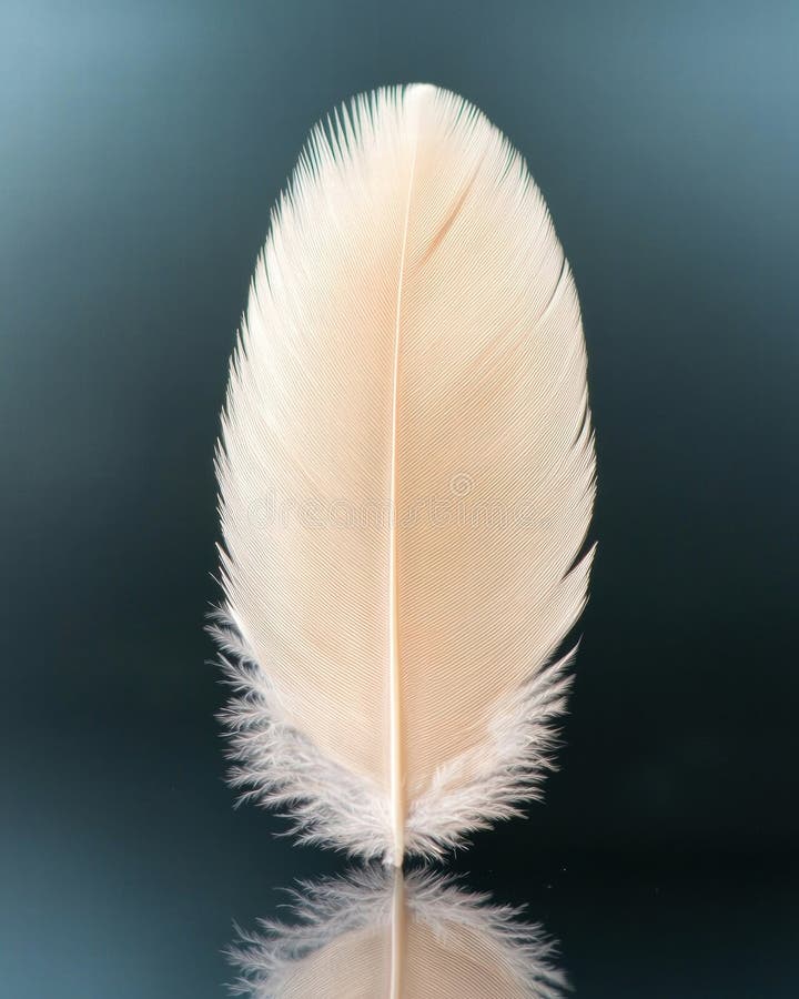 Delicate Feather Against Dark Background Stock Illustration ...