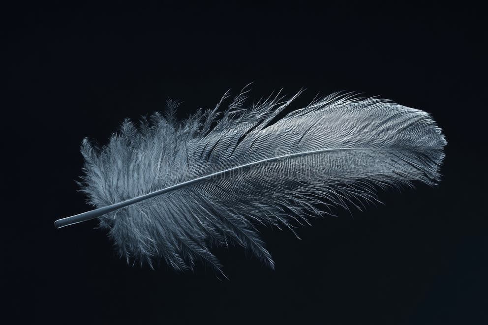 Delicate Feather on Black Background Stock Illustration - Illustration ...