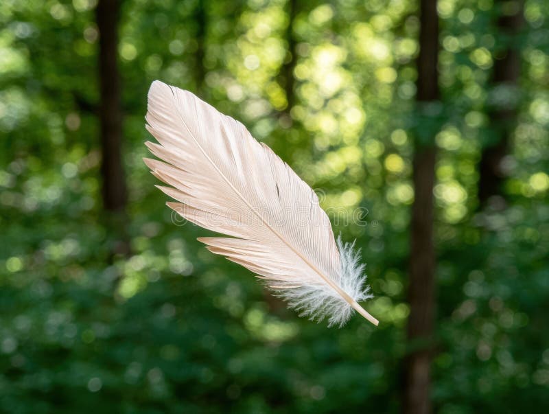 Delicate Feather Floating in Nature Stock Illustration - Illustration ...