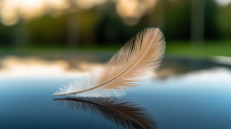 Delicate Feather Rests on a Glossy, Reflective Surface. Stock ...