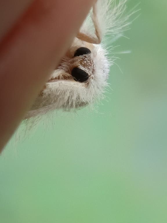 The Delicate Features of a Stunning White Moth& X27;s Face Come into ...