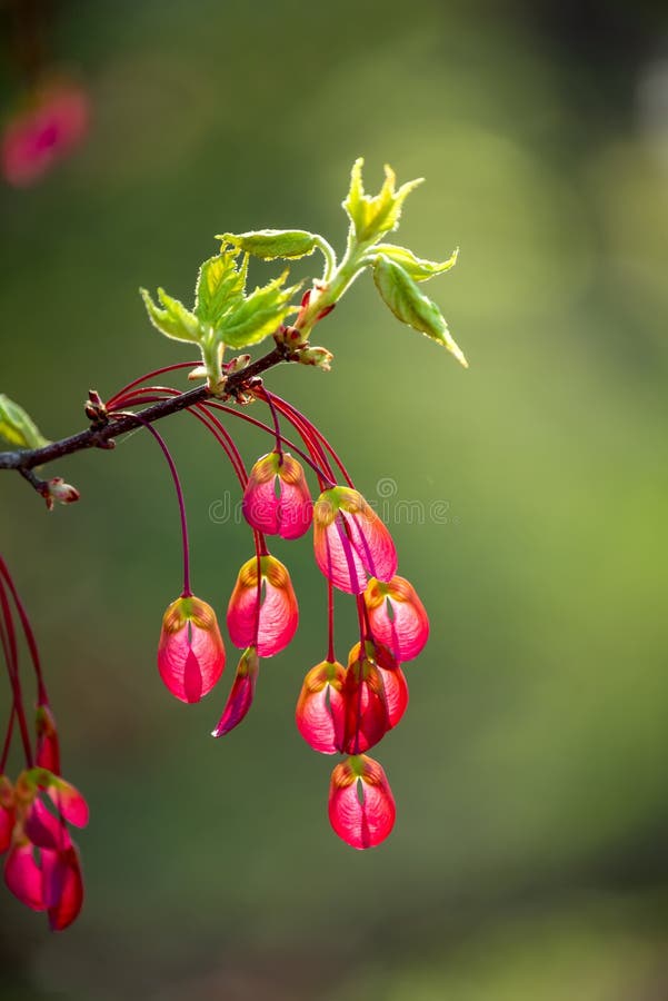 Delicate First Leaves and Flowering Trees Stock Image - Image of macro ...