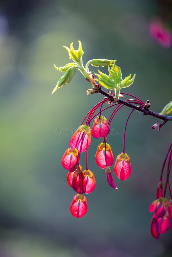Delicate First Leaves and Flowering Trees in Spring. Stock Image ...