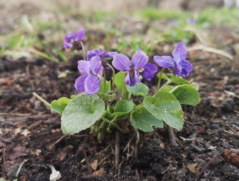 Blooming Viola Flower, Close - Up View Stock Photo - Image of viola ...