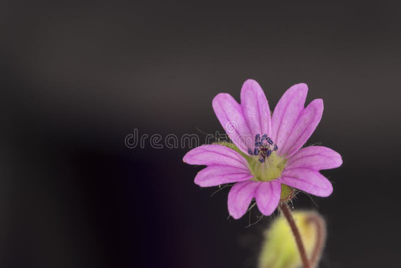 Delicate flower stock image. Image of blossom, bloom - 92107183
