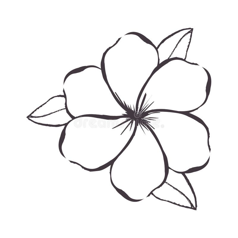 Delicate Flower Drawing Icon Image Stock Vector - Illustration of cute ...