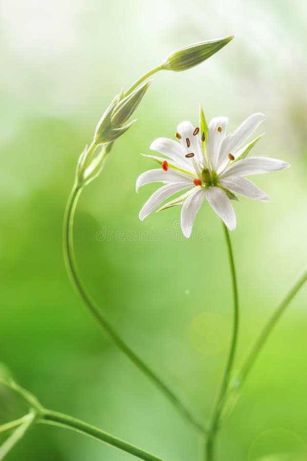 Delicate flower field stock photo. Image of flower, macro - 35142780