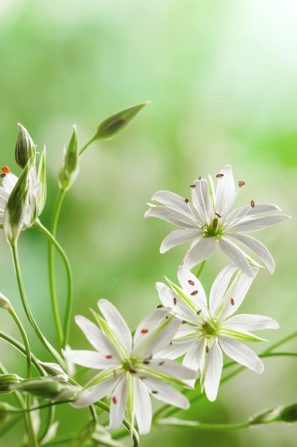 Delicate flower field stock image. Image of sunlight - 35142865