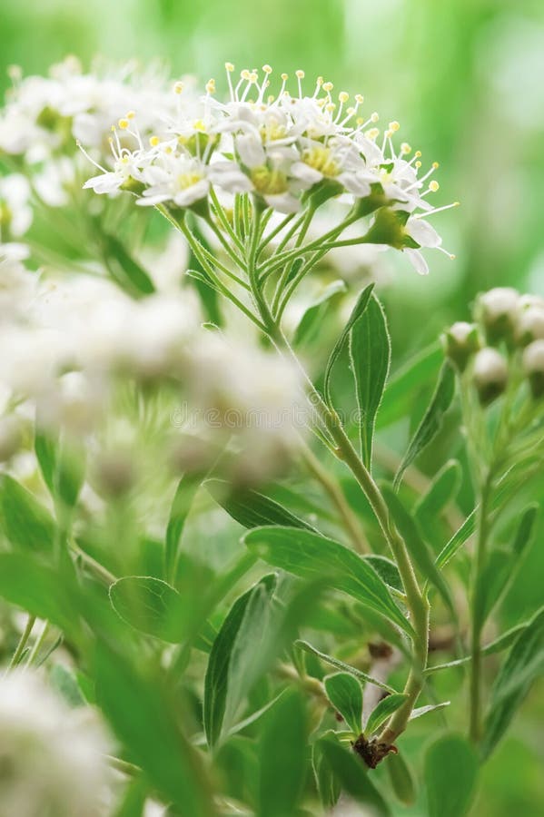 Delicate flower field stock photo. Image of blossom, bloom - 35142912