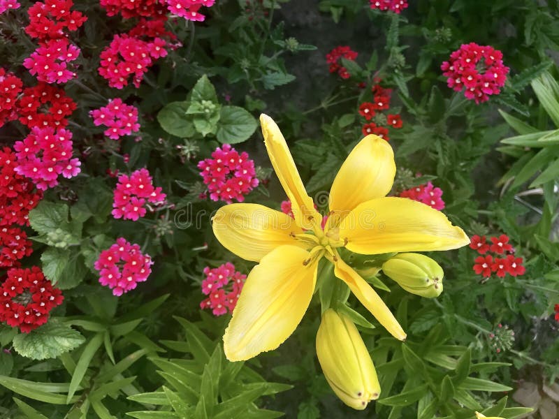 Delicate Flower in the Garden Stock Photo - Image of beautiful, branch ...