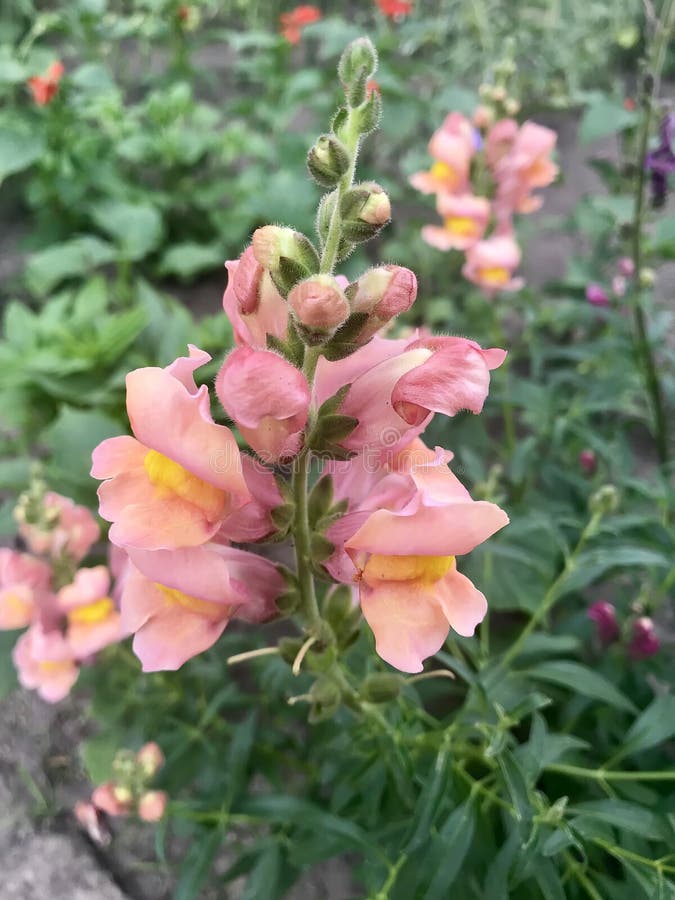 Delicate Flower in the Garden Stock Photo - Image of macro, decorative ...