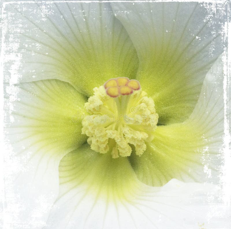 Delicate Flower Petal Patterns Textured Close Up Stock Photo - Image of ...