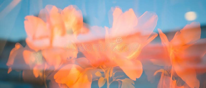 Delicate Flower Petals Blend with Rigid Wire Mesh Textures, Creating a ...