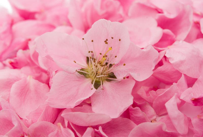 Delicate Flower Pink Rose Petals Stock Photo - Image of beautiful ...
