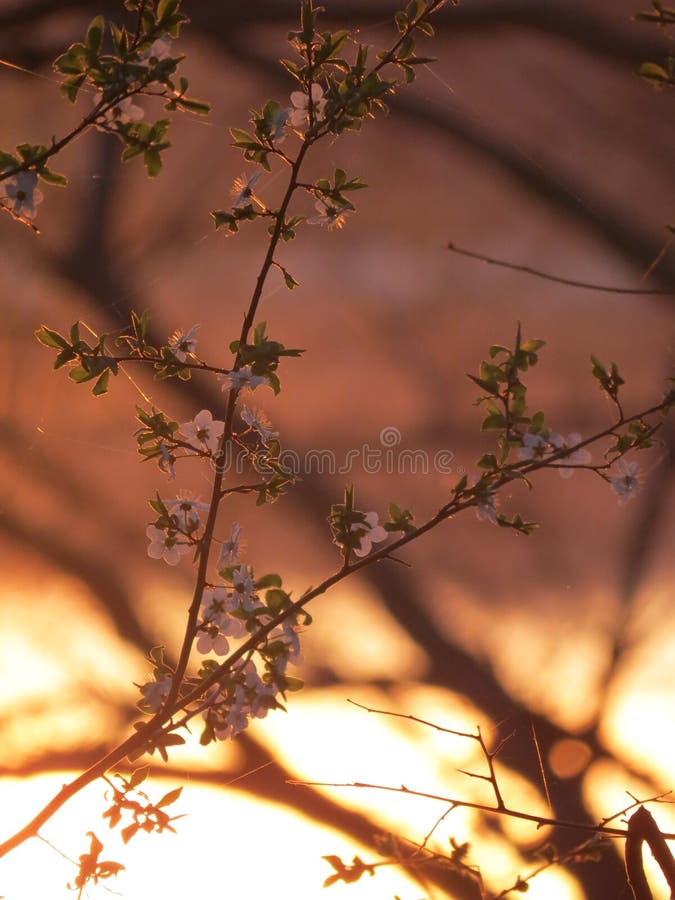 Delicate flower at sunset stock photo. Image of nature - 211573496