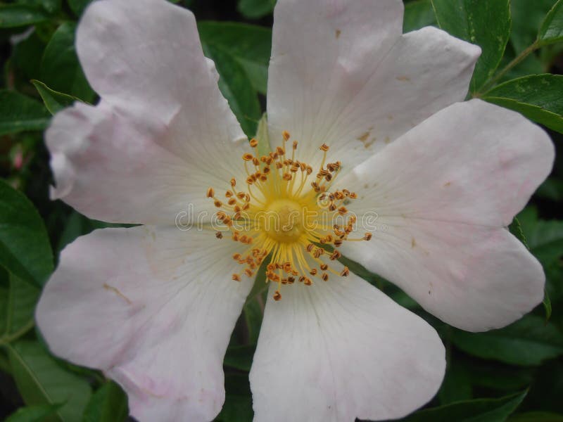 Delicate and Fragile stock image. Image of white, flower - 152980159