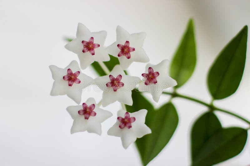 Delicate Flower, White Small Flower, Seven Colors Stock Image - Image ...