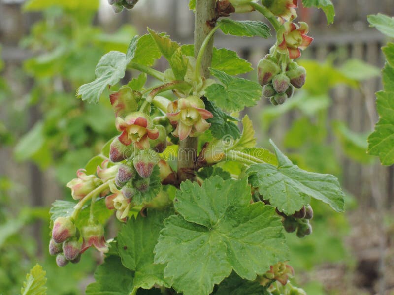 Flowers of blackcurrant stock photo. Image of spring - 116865818