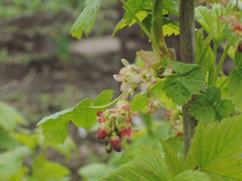 Flowers of blackcurrant stock image. Image of garden - 116865893